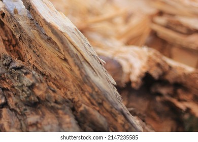 14,778 Cortex texture Images, Stock Photos & Vectors | Shutterstock