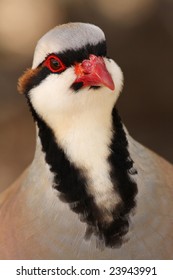 343 Alectoris chukar Images, Stock Photos & Vectors | Shutterstock