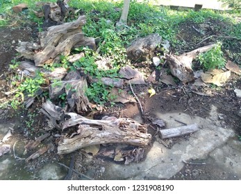 Chunk Dry Tree Root Stock Photo 1231908190 | Shutterstock