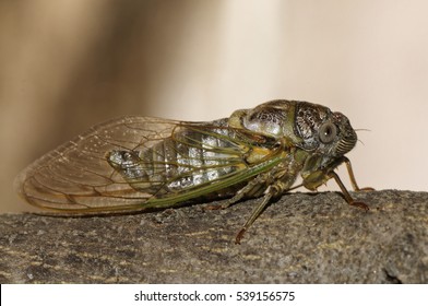 183 Cicada baby Images, Stock Photos & Vectors | Shutterstock
