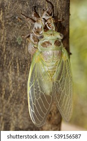 183 Cicada baby Images, Stock Photos & Vectors | Shutterstock