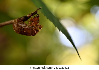 365 Underside shell Images, Stock Photos & Vectors | Shutterstock