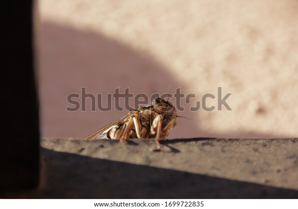 Cicada Sunbathing On Windows Stock Photo 1699722835 | Shutterstock