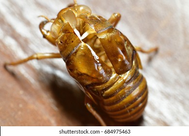 Cicadas Empty Shell Stock Photo 684975478 | Shutterstock