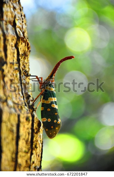 Cicadas On Logan Tree Scienctific Name Stock Photo 672201847 | Shutterstock
