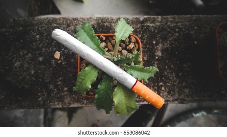 Cigarette Tree Stock Photo 653086042 | Shutterstock