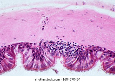 Ciliated Epithelium Under Microscope Stock Photo 1604670484 | Shutterstock