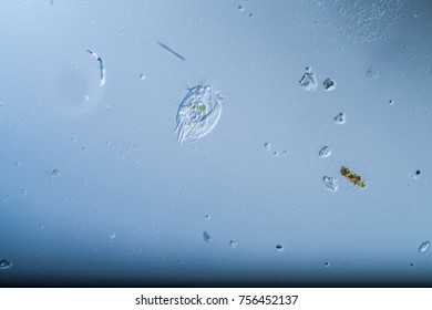 Ciliates Under Microscope Stock Photo 756452137 | Shutterstock