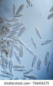 Ciliates Under Microscope Stock Photo (Edit Now) 756457495