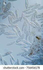 Ciliates Under Microscope Stock Photo 756456178 | Shutterstock