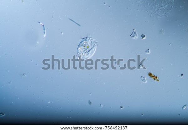 Ciliates Under Microscope Stock Photo 756452137 | Shutterstock