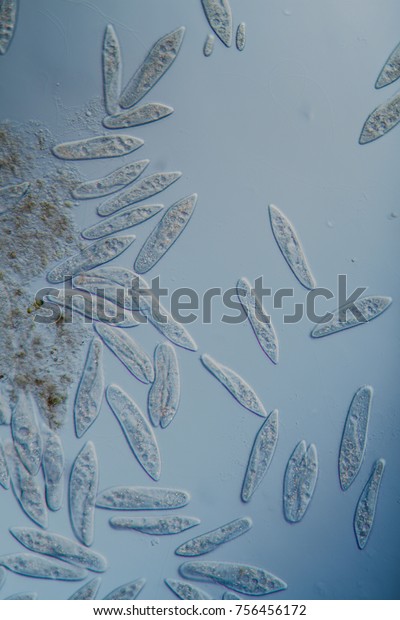 Ciliates Under Microscope Stock Photo 756456172 | Shutterstock