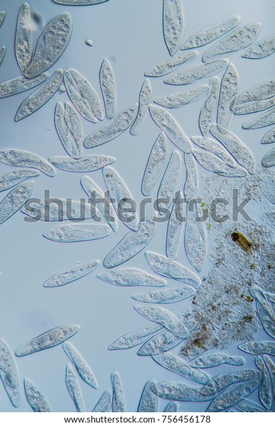 Ciliates Under Microscope Stock Photo 756456178 | Shutterstock