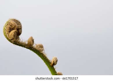 Circinate Stock Photo 661701517 | Shutterstock
