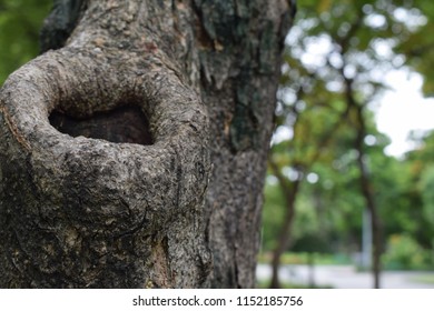 6,214 Cavity Tree Images, Stock Photos & Vectors | Shutterstock