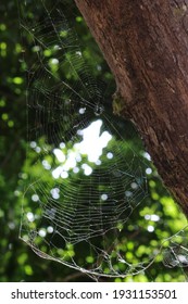 1,187 Circular spider web Images, Stock Photos & Vectors | Shutterstock