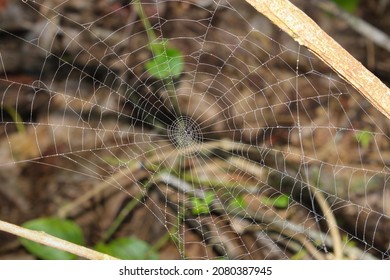 Circular Spiders Web Caught Tree Branches Stock Photo 2080387945 ...