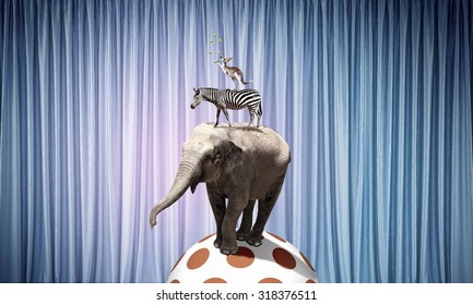 Circus Animals Standing Stack Balancing On Stock Photo 318376511 ...