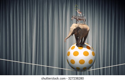 11,522 Acrobat Animal Images, Stock Photos & Vectors | Shutterstock