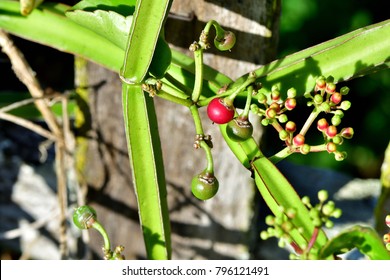 Cissus Quadrangularis Veld Grape Devils Backbone Stock Photo 796121491 ...