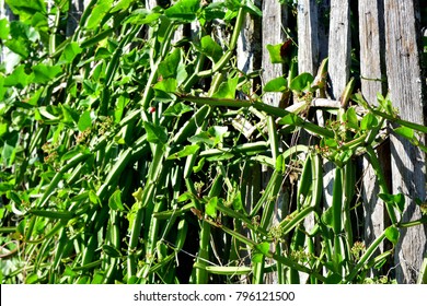 Cissus Quadrangularis Veld Grape Devils Backbone Stock Photo (Edit Now ...