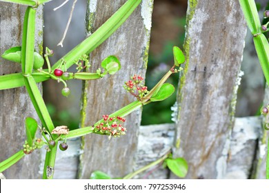 Cissus Quadrangularis Veld Grape Devils Backbone Stock Photo (Edit Now ...