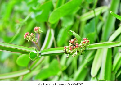 Cissus Quadrangularis Veld Grape Devils Backbone Stock Photo 797254291 ...