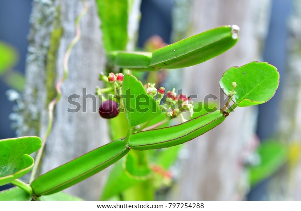 Cissus Quadrangularis Veld Grape Devils Backbone Stock Photo (Edit Now ...