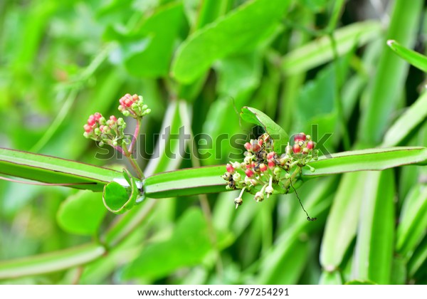 Cissus Quadrangularis Veld Grape Devils Backbone Stock Photo (Edit Now ...