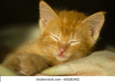 61 Citten Images, Stock Photos & Vectors | Shutterstock