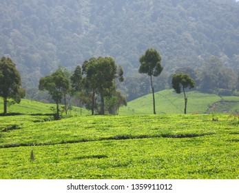 Ciwidey Tea Plantation West Java Indonesia Stock Photo 1359911012 ...