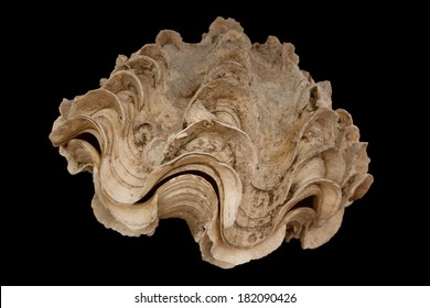 2,379 Fossilized clam shells Images, Stock Photos & Vectors | Shutterstock