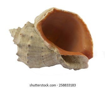 Clam Shell Stock Photo 258833183 | Shutterstock