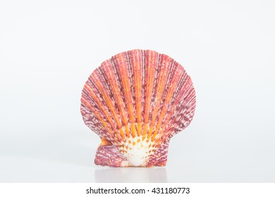 Clam Shell Stock Photo 431180773 | Shutterstock