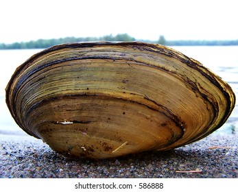 Clam Shell Stock Photo 586888 | Shutterstock