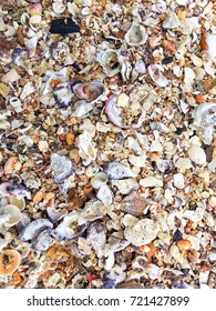 Clam Shell Stock Photo 721427899 | Shutterstock