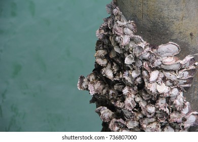 65 Sunray Venus Shell Images, Stock Photos & Vectors | Shutterstock