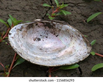 Clam Shell Closeup Stock Photo 1156856293 | Shutterstock
