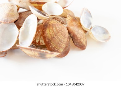 Clam Shell Without Content Stock Photo 1345042037 | Shutterstock