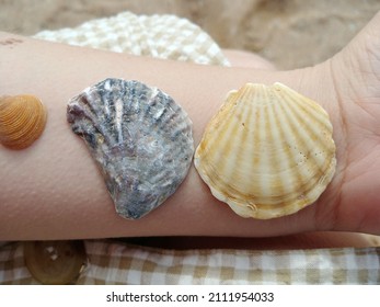 Clam Shells On Beach Stock Photo 2111954033 | Shutterstock