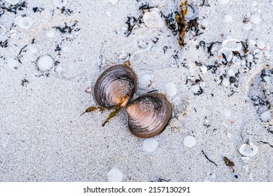 Cochlea Stock Photos, Images & Photography | Shutterstock