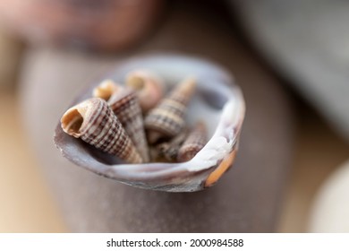 Clam Shells Clam Shell Closeup Still Stock Photo 2000984588 | Shutterstock