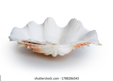 780 Open clamshell Images, Stock Photos & Vectors | Shutterstock