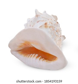 780 Open clamshell Images, Stock Photos & Vectors | Shutterstock