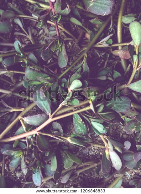 Classic Grass Elegant Backgroundtexture Stock Photo 1206848833 ...