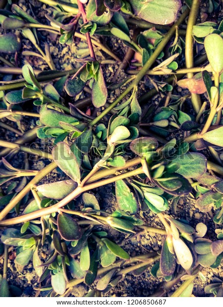 Classic Grass Elegant Backgroundtexture Stock Photo 1206850687 ...