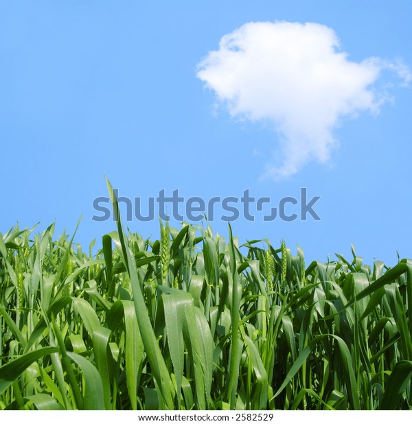 Clear Spring Day Fields Stock Photo 2582529 | Shutterstock