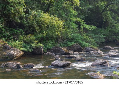 Clear Stream Floating Through Forest Stock Photo 2190773185 | Shutterstock