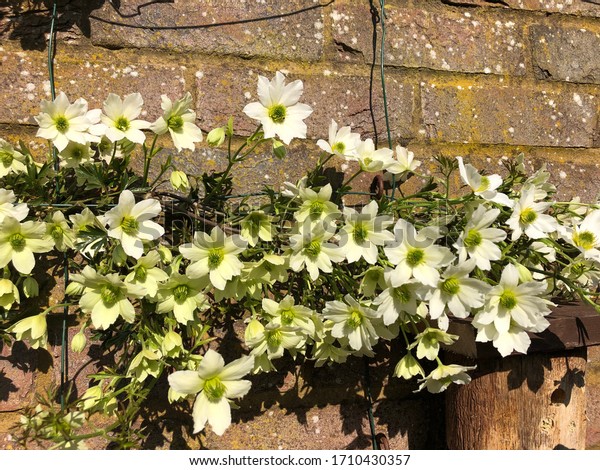 8 Pixie Clematis Images, Stock Photos & Vectors | Shutterstock