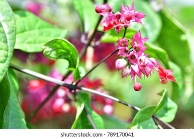 Clerodendrum X Speciosum Java Glory Bean Stock Photo (Edit Now) 789170041